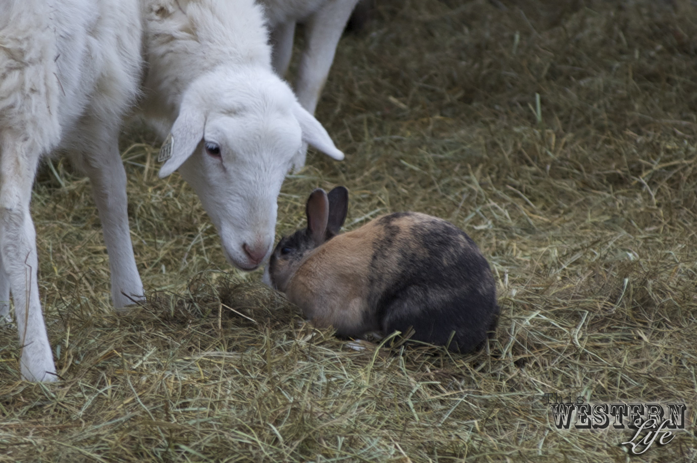 sheep sniffing spice – Cross S Ranch