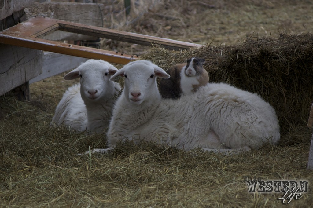 spice on top of sheep – Cross S Ranch